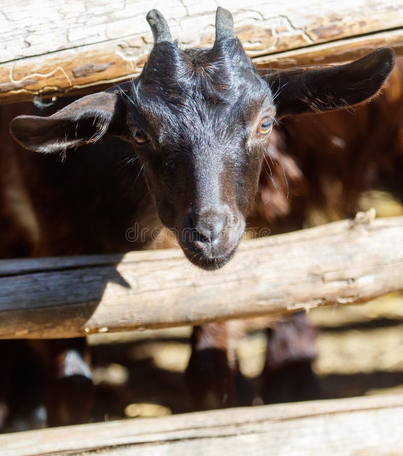 Portrait of a Ram with Big Ears Stock Photo - Image of mammal, outdoor ...