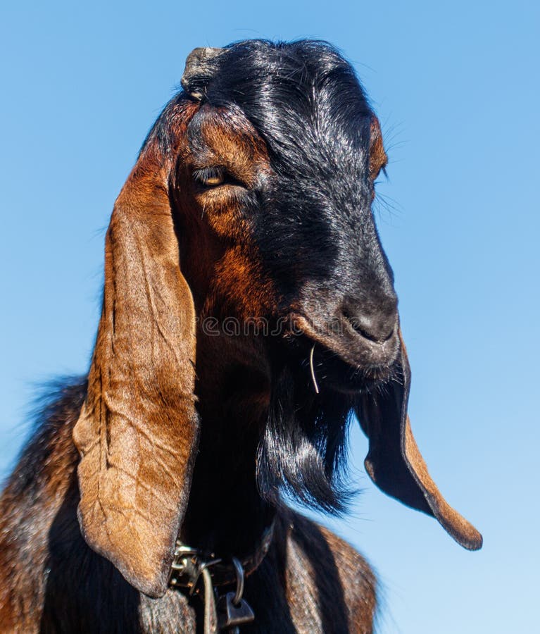 Portrait of a Ram with Big Ears Stock Photo - Image of face, portrait ...