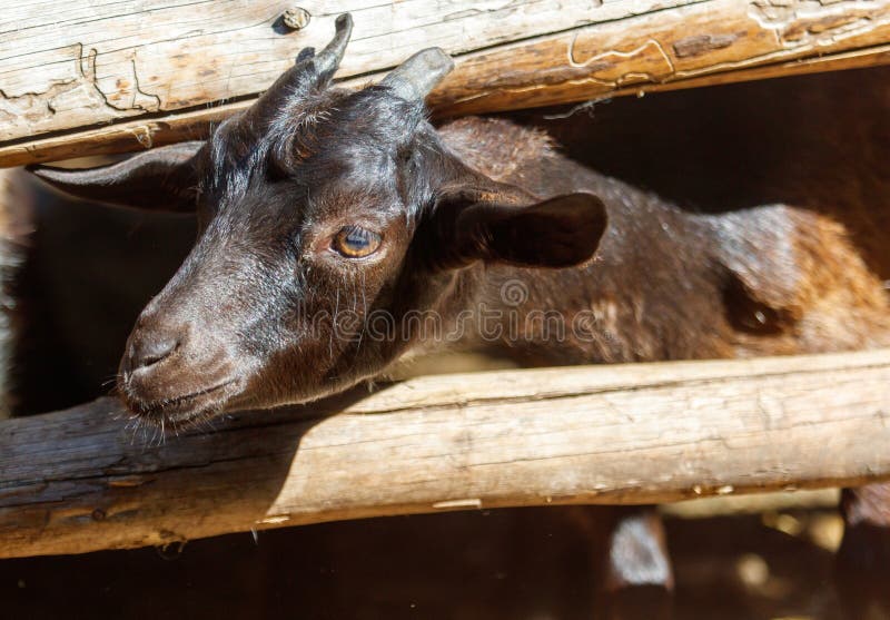 Portrait of a Ram with Big Ears Stock Photo - Image of sheep, domestic ...