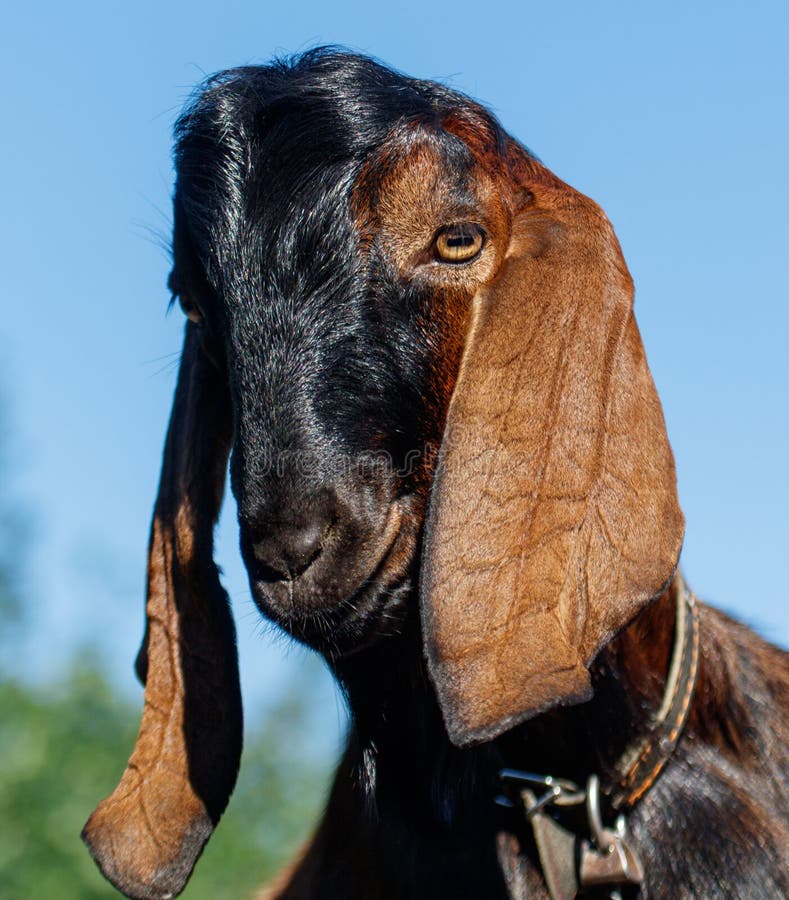 Portrait of a Ram with Big Ears Stock Image - Image of nature, rural ...