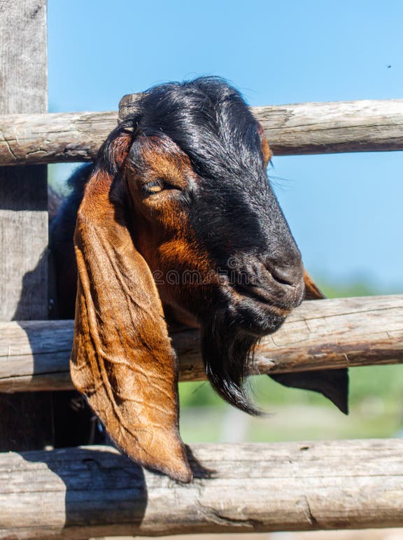Portrait of a Ram with Big Ears Stock Photo - Image of farm, face ...