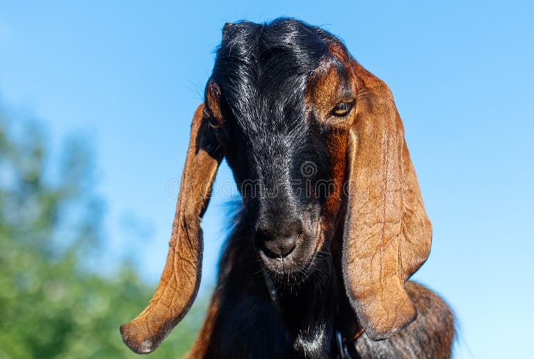 Portrait of a Ram with Big Ears Stock Image - Image of rural, farm ...