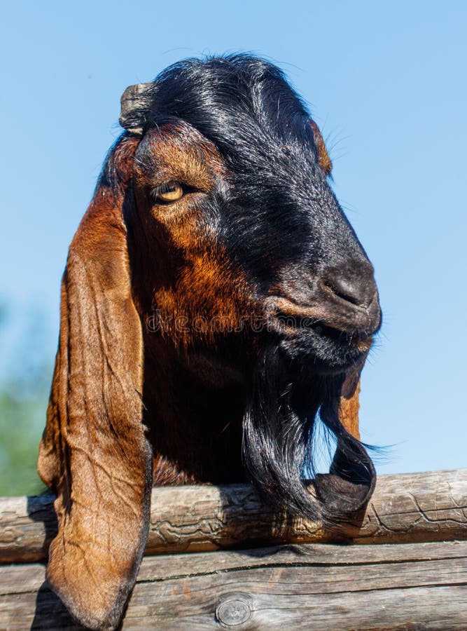 Portrait of a Ram with Big Ears Stock Photo - Image of stare, nose ...