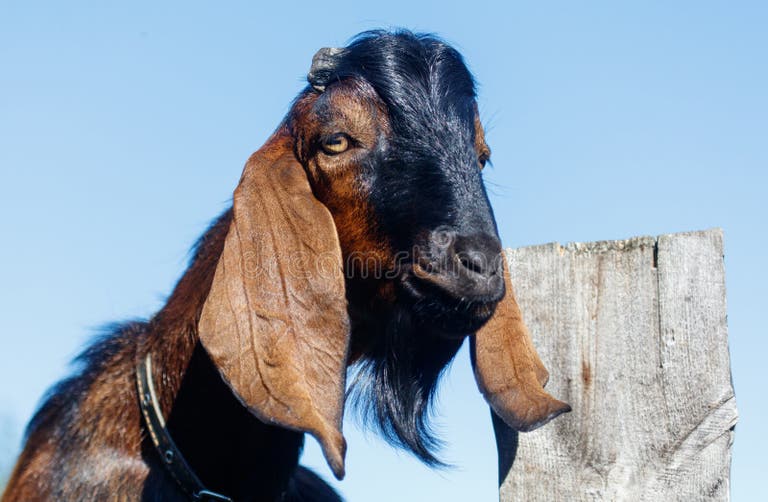 Portrait of a Ram with Big Ears Stock Photo - Image of farming, outdoor ...