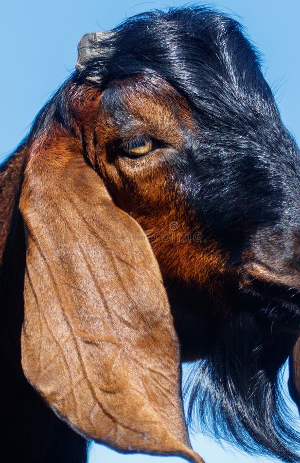 Portrait of a Ram with Big Ears Stock Photo - Image of white, domestic ...