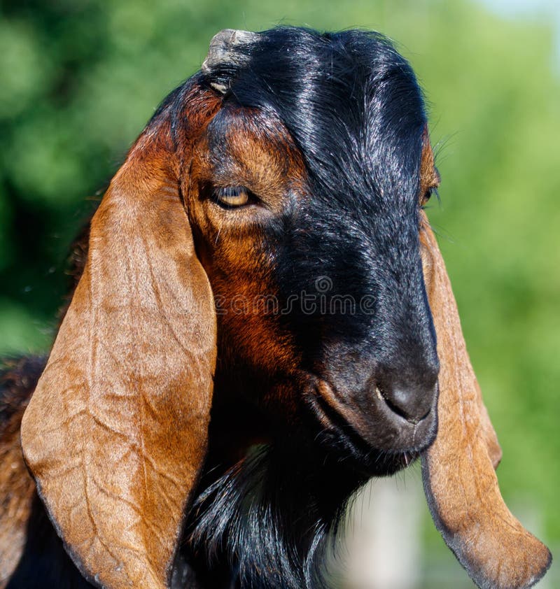 Portrait of a Ram with Big Ears Stock Image - Image of nature, stare ...