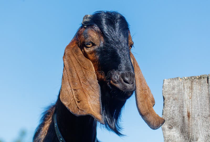 Portrait of a Ram with Big Ears Stock Image - Image of nature, outdoor ...