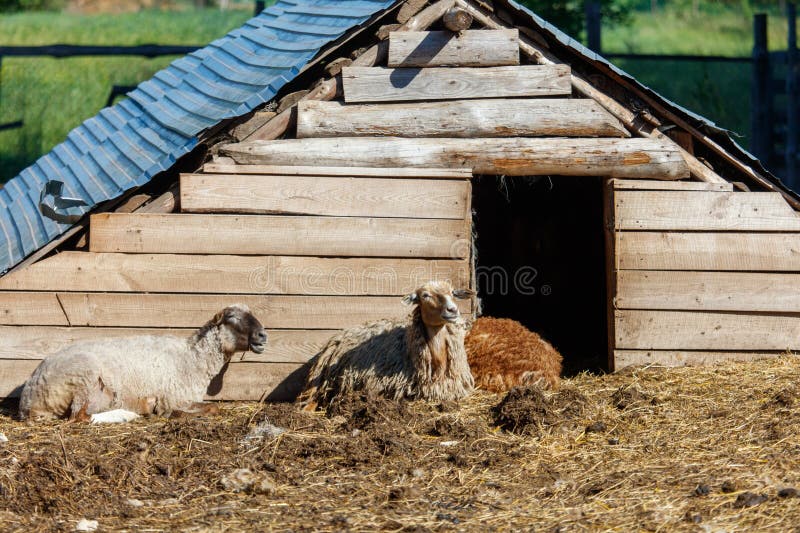 Portrait of a Ram on a Farm Stock Image - Image of horns, farming ...