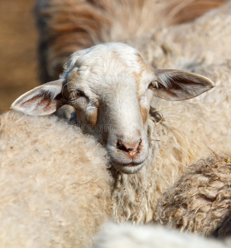 Portrait of a Ram on a Farm Stock Photo - Image of horned, horn: 335963288