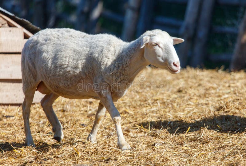 Portrait of a Ram on a Farm Stock Image - Image of farm, rural: 337106485