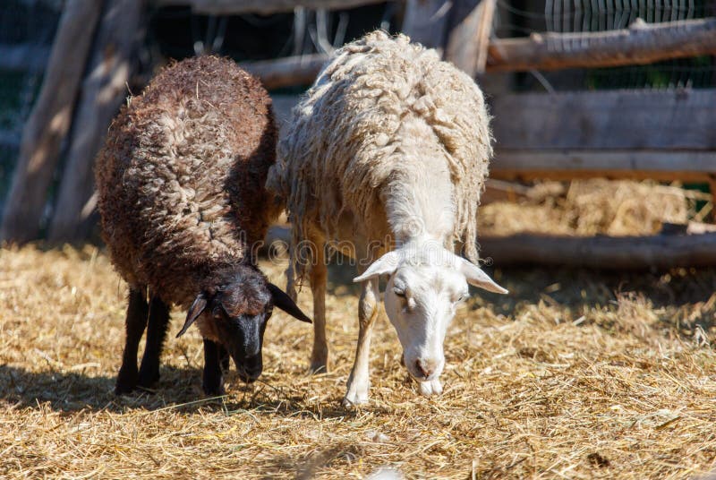 Portrait of a Ram on a Farm Stock Image - Image of head, goat: 337464833