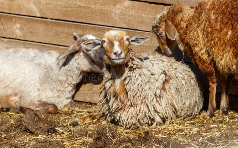 Portrait of a Ram on a Farm Stock Photo - Image of nature, animal ...