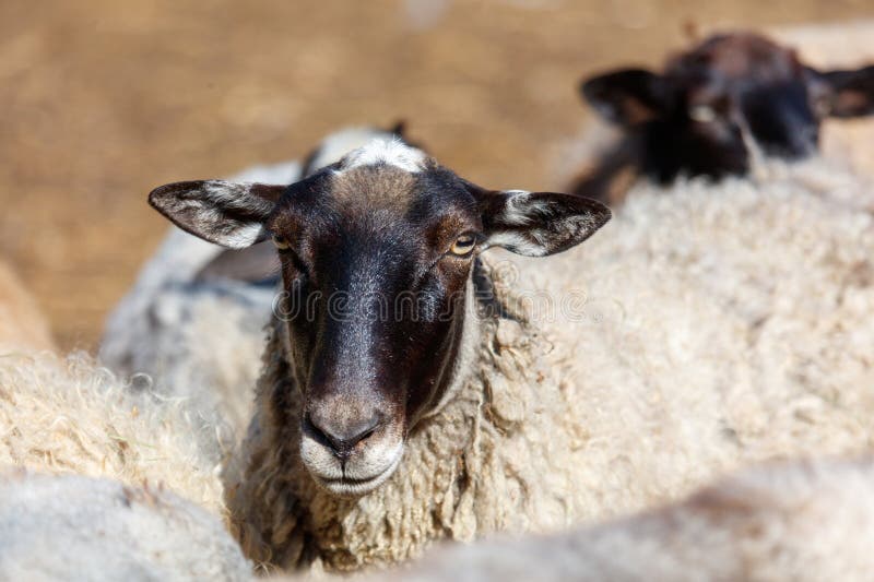 Portrait of a Ram on a Farm Stock Photo - Image of face, animal: 338468236