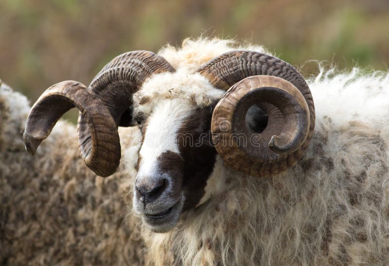 Portrait of Ram or Tup with Big Horns Stock Image - Image of comic ...