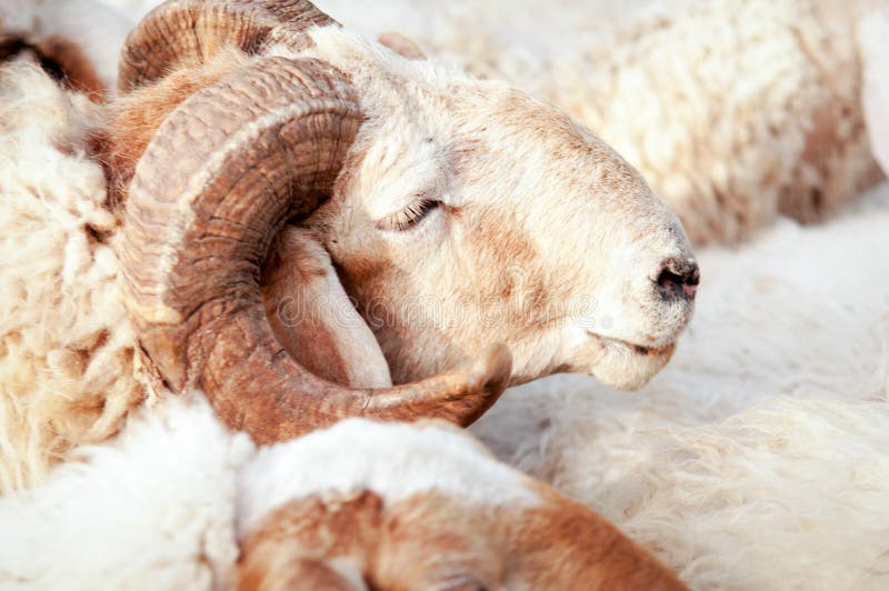 Portrait of ram . stock image. Image of farming, farm - 70213869