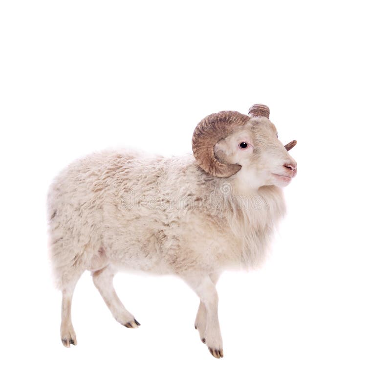 Portrait of ram on White stock image. Image of cutout - 46976155