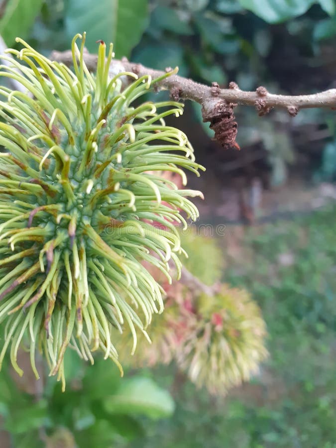 Portrait of a Rambutan Up Close Stock Image - Image of twig, rambutan ...