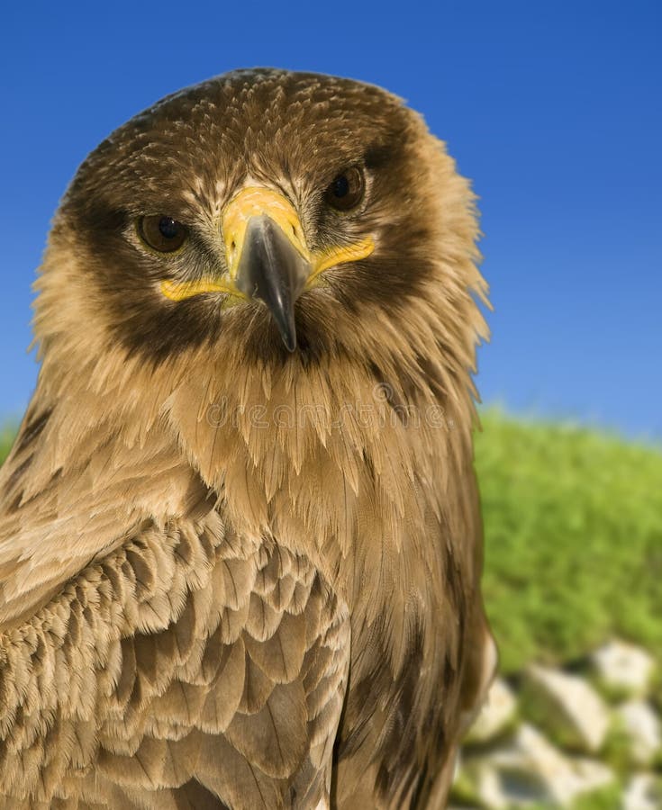 Portrait of a Raptor stock image. Image of prey, bird - 14360717