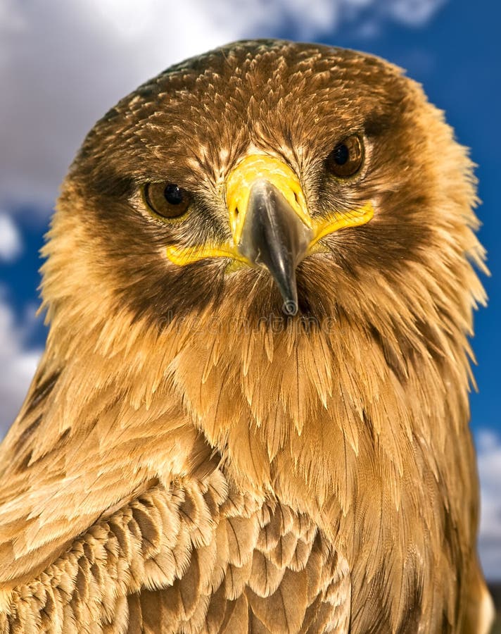 Portrait of a Raptor stock image. Image of beak, merlin - 14360727