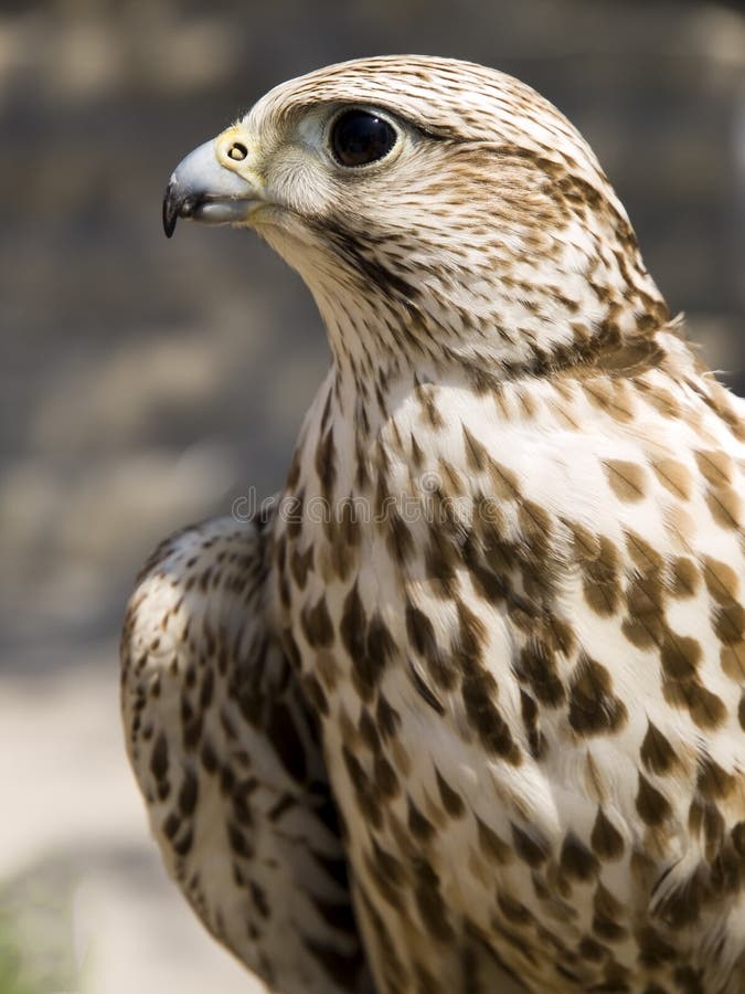 Portrait of a Raptor stock photo. Image of harrier, prey - 14362346