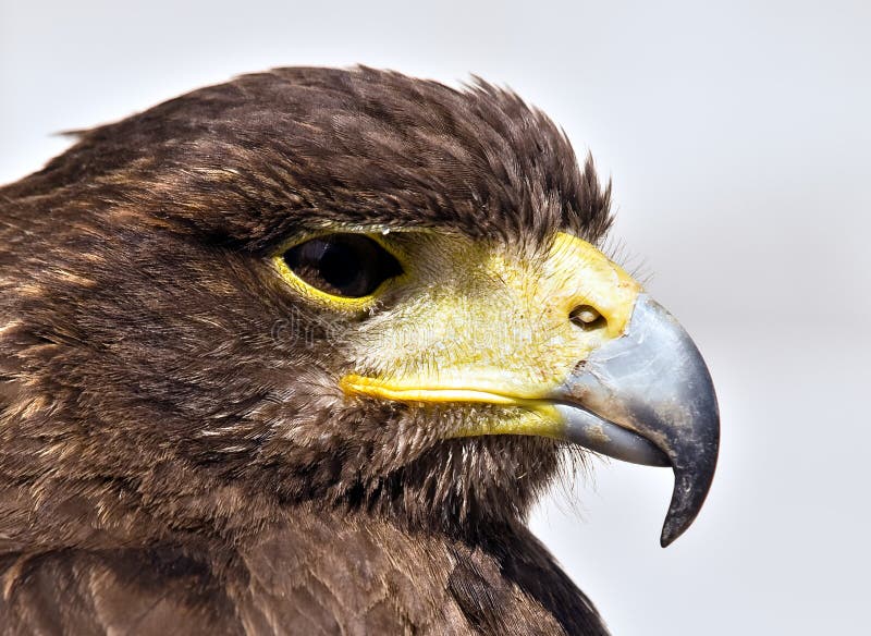 Portrait of a Raptor stock photo. Image of bird, falconry - 14560098