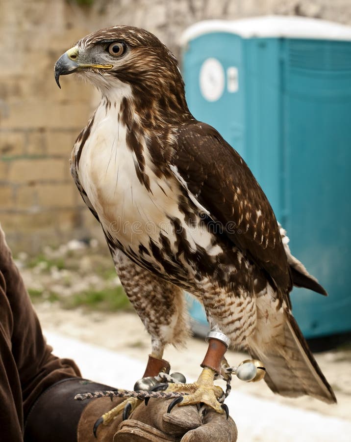 144,067 Raptor Bird Stock Photos - Free & Royalty-Free Stock Photos ...