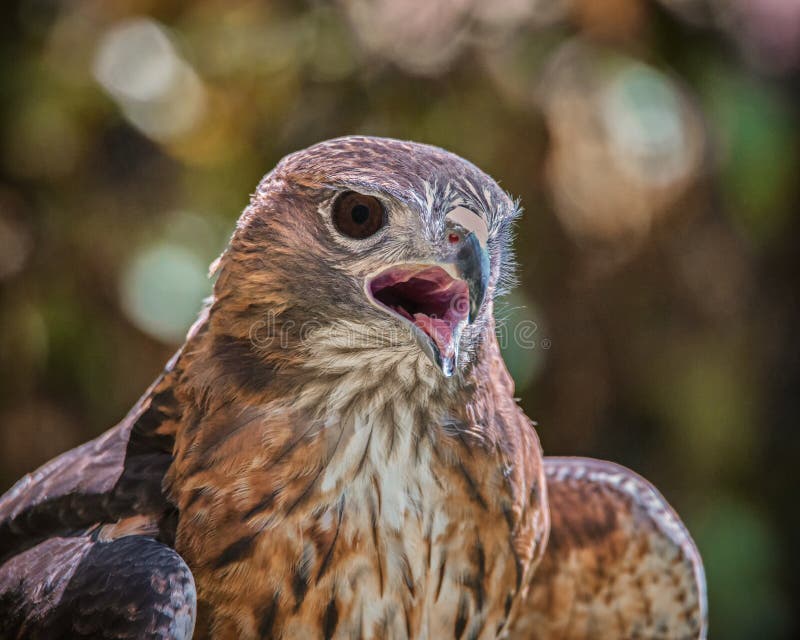 Portrait of a Raptor stock photo. Image of beauty, plumage - 74384980