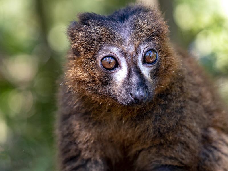 Portrait of a Rare Red-bellied Lemur, Eulemur Rubriventer, Perched on a ...