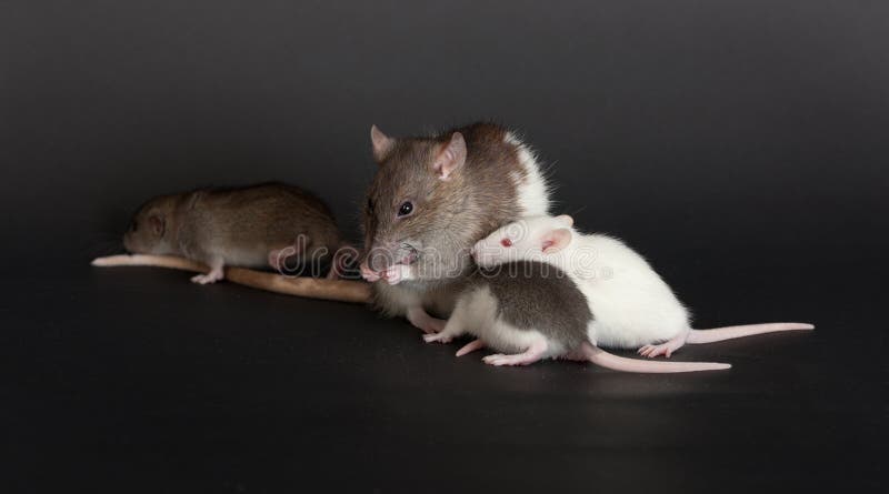 Portrait rat family stock photo. Image of brown, animals - 28092462
