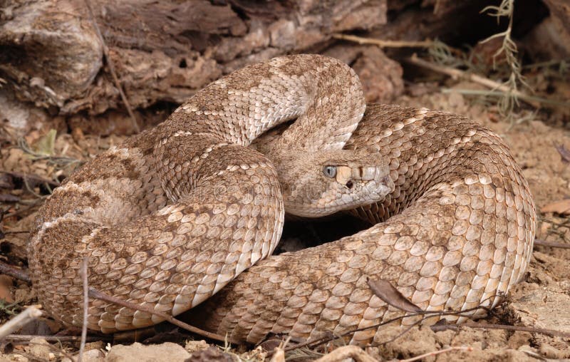 Portrait of a Rattlesnake. stock image. Image of sidewinder - 19613907