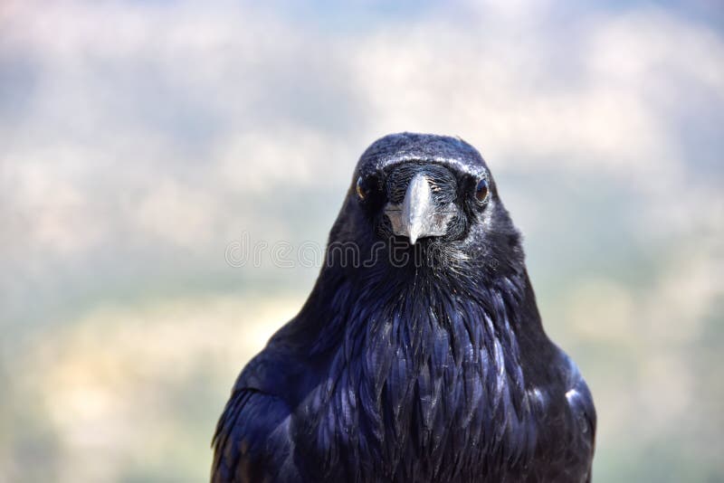 Portrait of a Raven Looking at the Camera Stock Photo - Image of ...