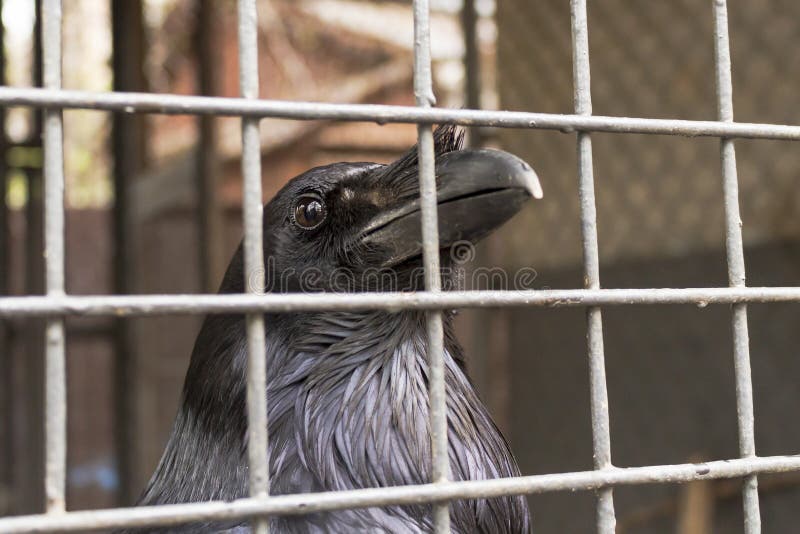 Portrait of a Raven in a Cage Stock Photo - Image of inside, corvus ...