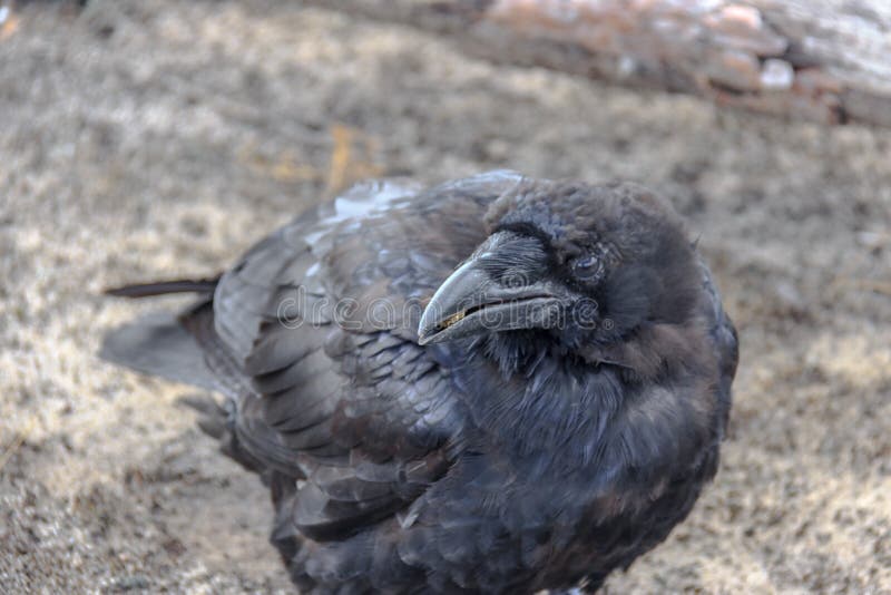 Portrait of a raven stock photo. Image of nature, american - 91884570