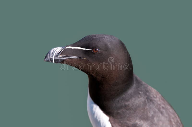 Portrait of a Razorbill Against Clear Background Stock Image - Image of ...