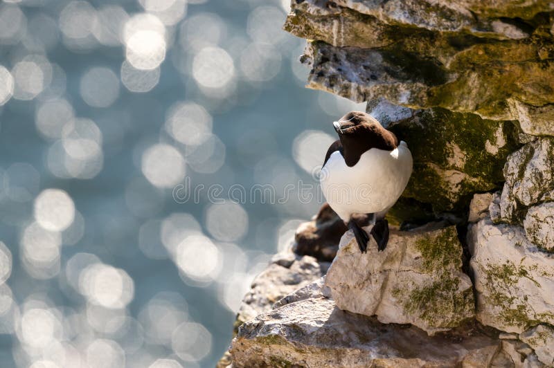 Portrait Razorbill Perched Cliff Against Bokeh Background Stock Photos ...
