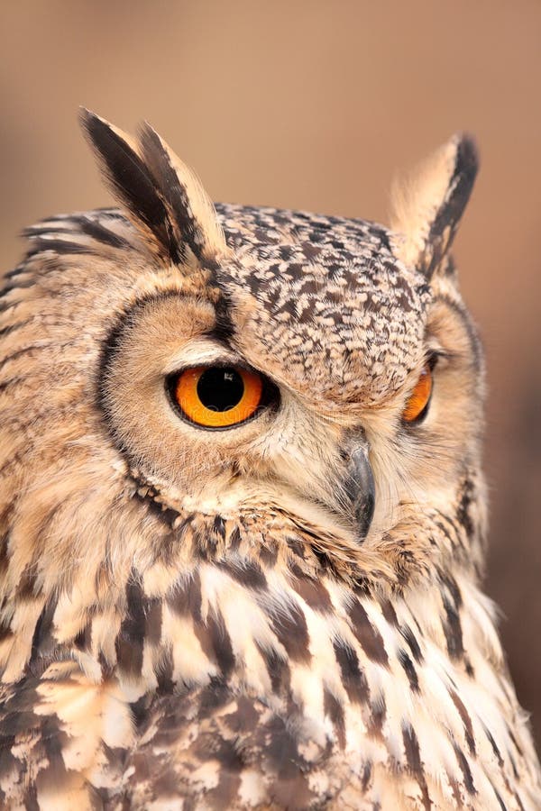 Portrait of real owl stock image. Image of outside, eagle - 22697893