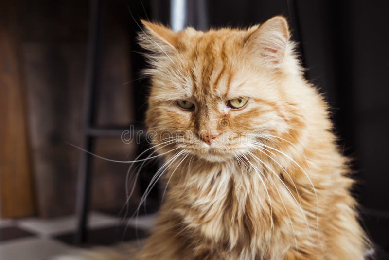 Portrait of a Red Angora Cat Stock Photo - Image of mammal, angora ...