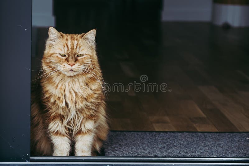 Portrait of a Red Angora Tabby Main Coon Breed Cat Stock Image - Image ...
