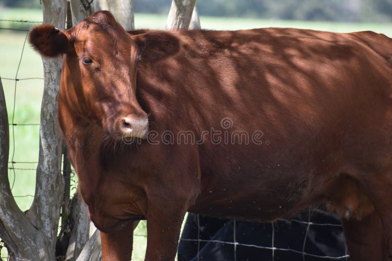 301 Female Angus Calf Stock Photos - Free & Royalty-Free Stock Photos ...