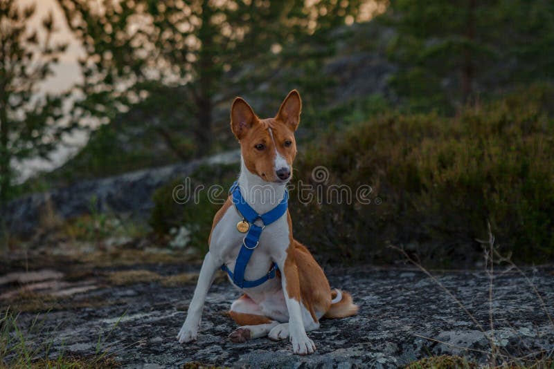 Portrait of a Red Basenji Standing in a Summer Forest Stock Photo ...