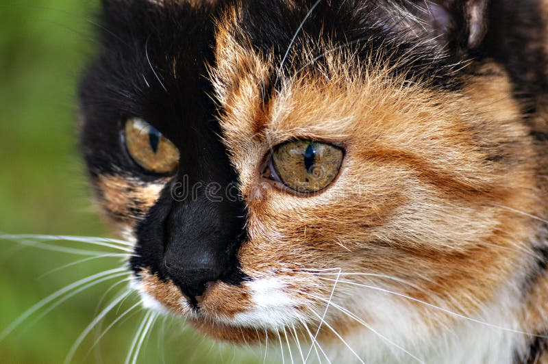 Portrait of Red-black Double Face Cat Stock Photo - Image of pets ...