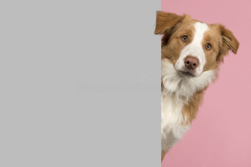 Portrait of a Red Border Collie Dog Looking Around the Corner of a Grey ...