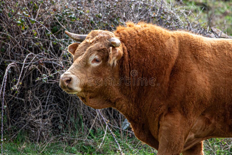 Portrait of red brave bull stock image. Image of redhead - 322774151