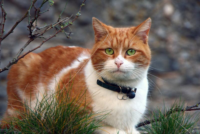 Portrait red cat stock photo. Image of portrait, themes - 28879308