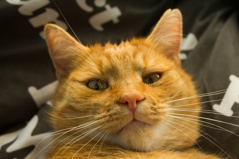 Portrait of a Red Cat. Background. Beautiful Red Cat. the Red Cat is ...