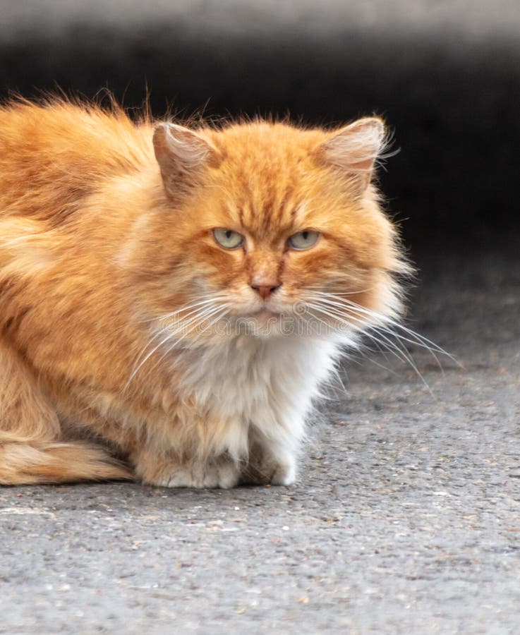 Portrait of a Red Cat in the City Stock Photo - Image of portrait ...