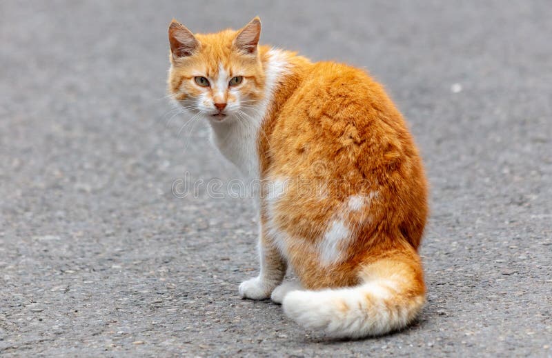 Portrait of a Red Cat in the City Stock Image - Image of cute, city ...
