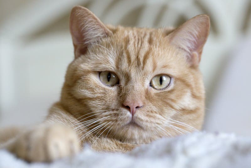 Portrait of Red Cat. Cute Red Cat Stock Image - Image of portrait ...