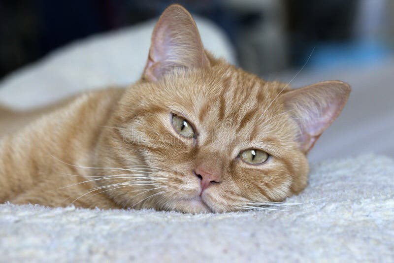Portrait of Red Cat. Cute Red Cat Stock Photo - Image of pretty, nature ...