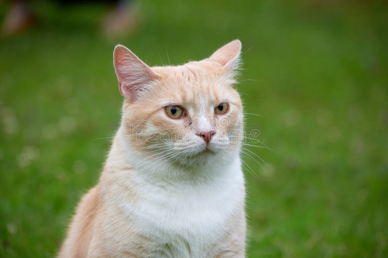 Portrait Red cat stock image. Image of kitten, portrait - 195229575 Portrait Red cat stock image. Image of kitten, portrait - 195229575